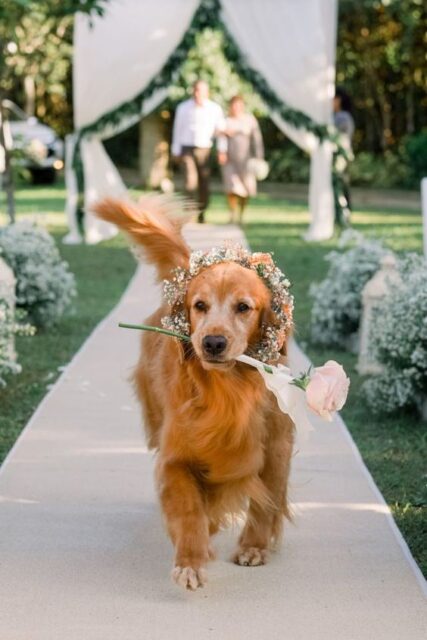 10 Creative Ways to Include Pets in Your Wedding